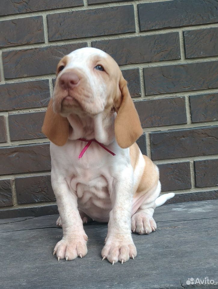 Бракко итальяно