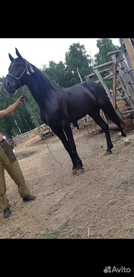 Продаются лошади