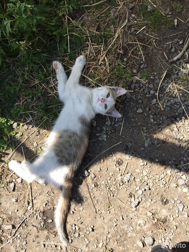 Пристраивается котёнок -девочка, с дальнейшим отсл