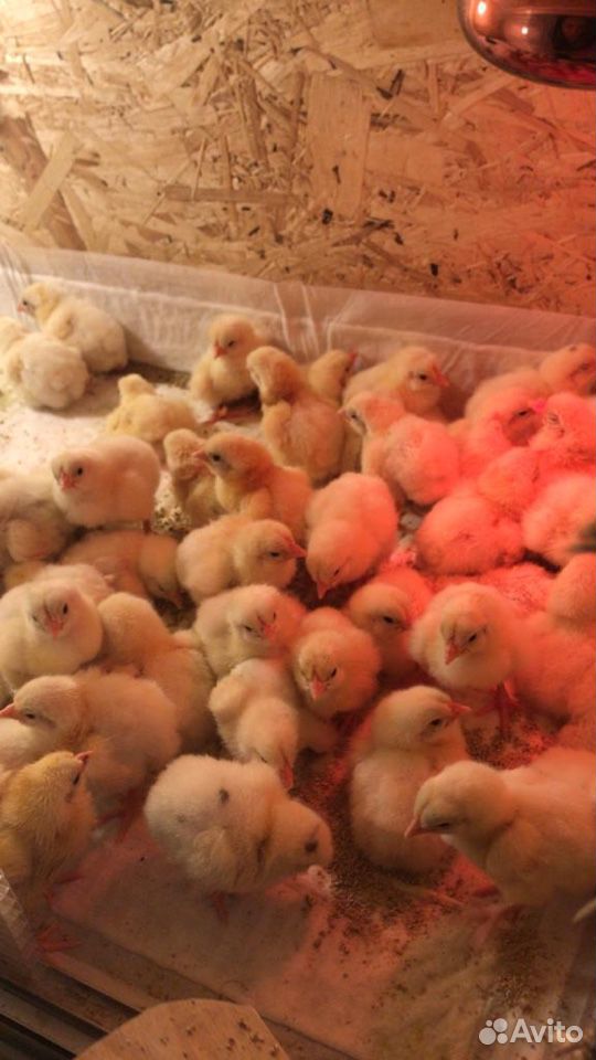 Цыпленок бройлер Кооб 700