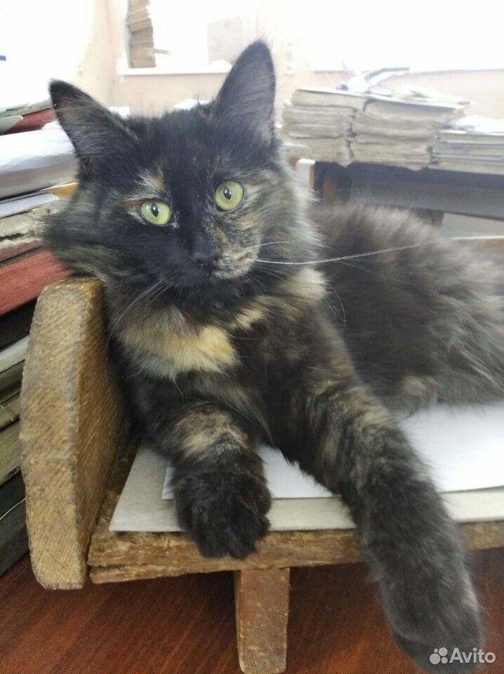 Кошка Нюша