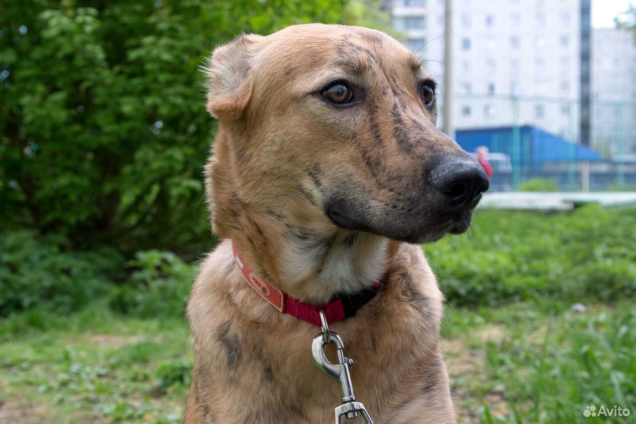 Юта ищет дом и семью
