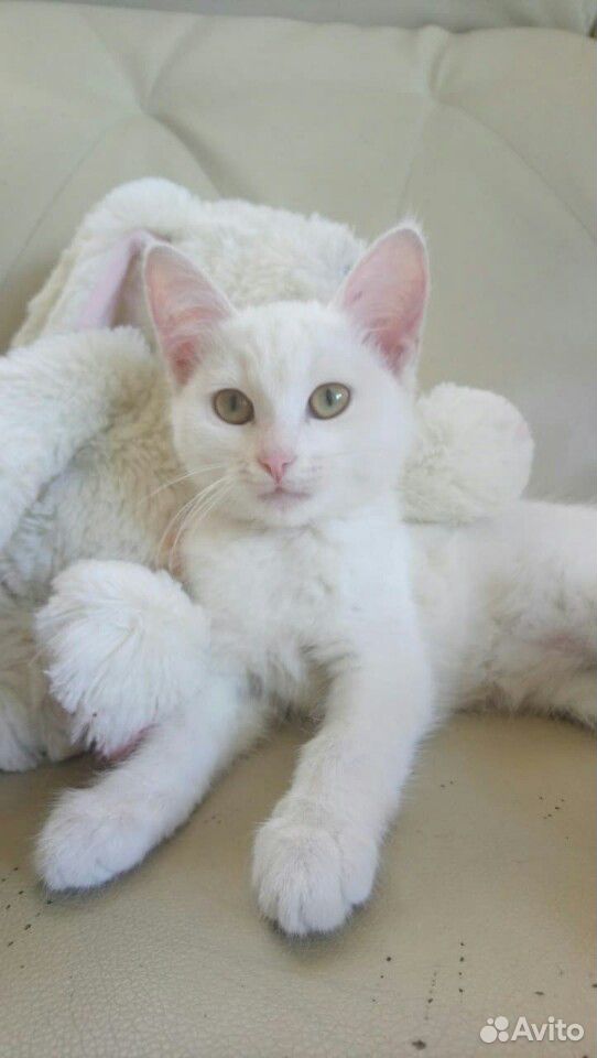 Котенок, кошка, кошечка, белая девочка, 3,5 месяца