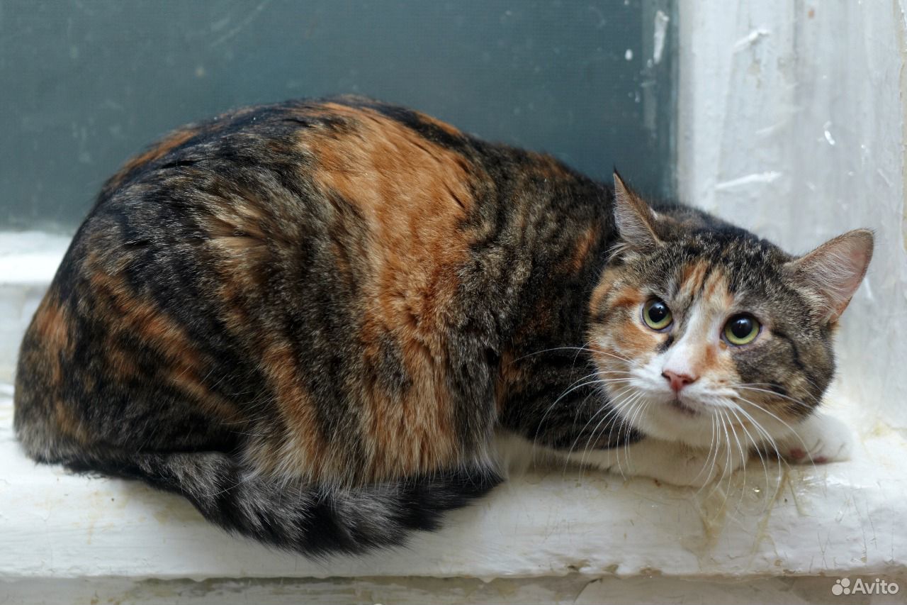 Груша ищет дом