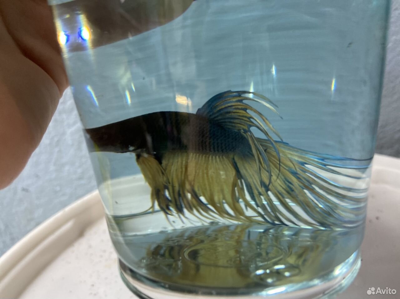 Петушок коронохвостый синие-золотой дракон