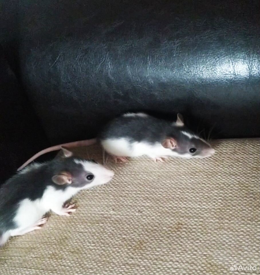 Крысы. Крысята, 12 шт
