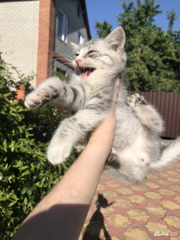 Киска и котики