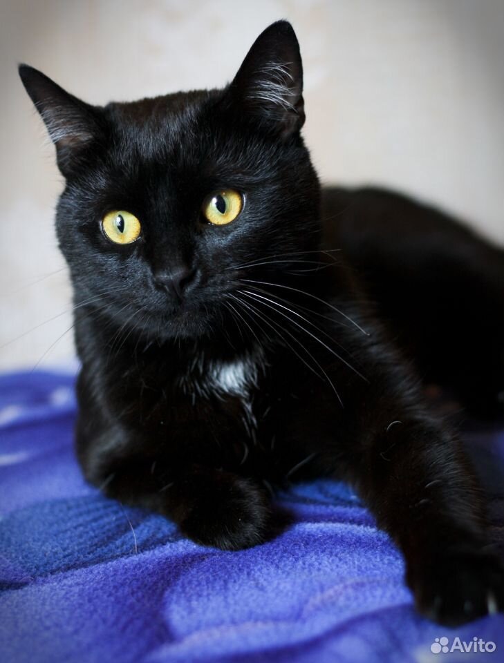 Черный кот в добрые руки