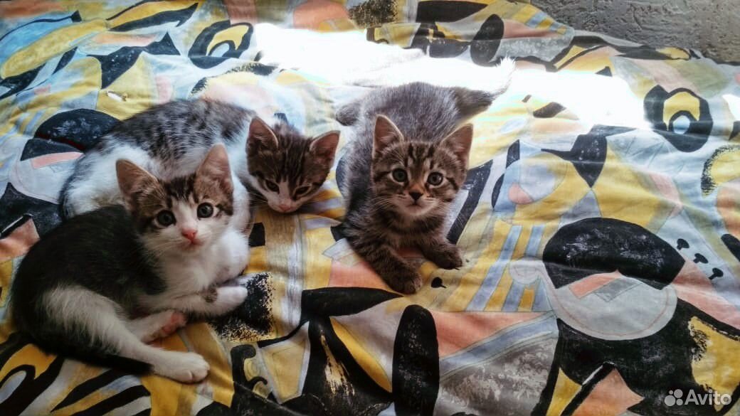 Отдам в заботливые руки трёх замечательных малышей