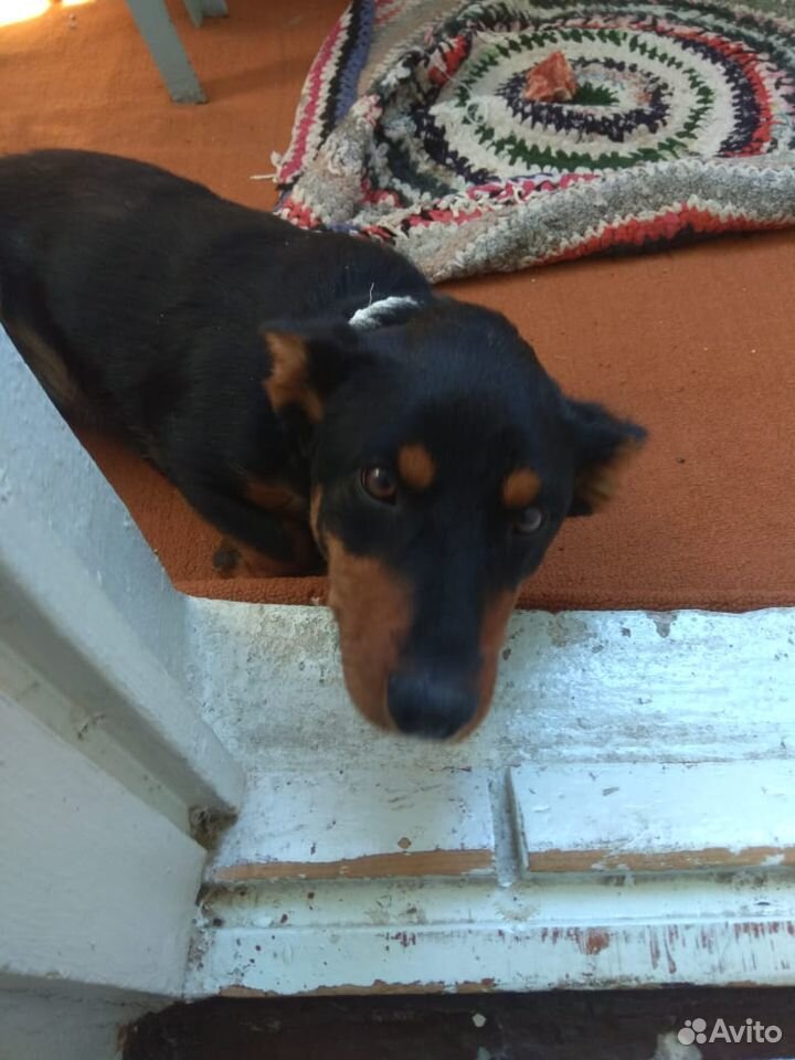 Ищем хозяина собаке спасенной от живодеров