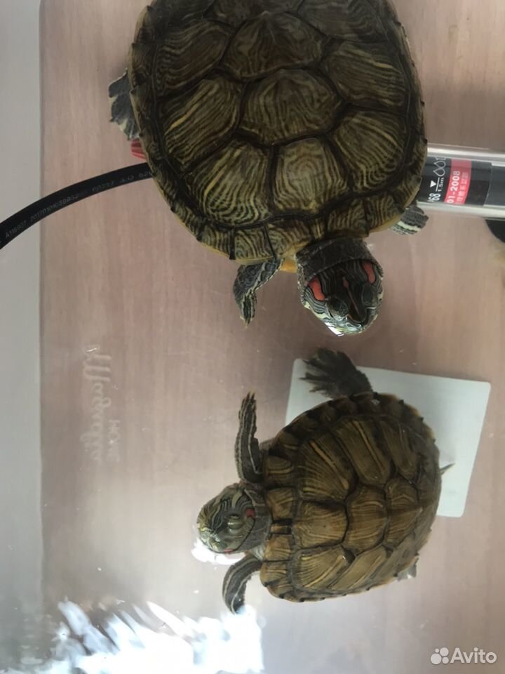 Черепаха