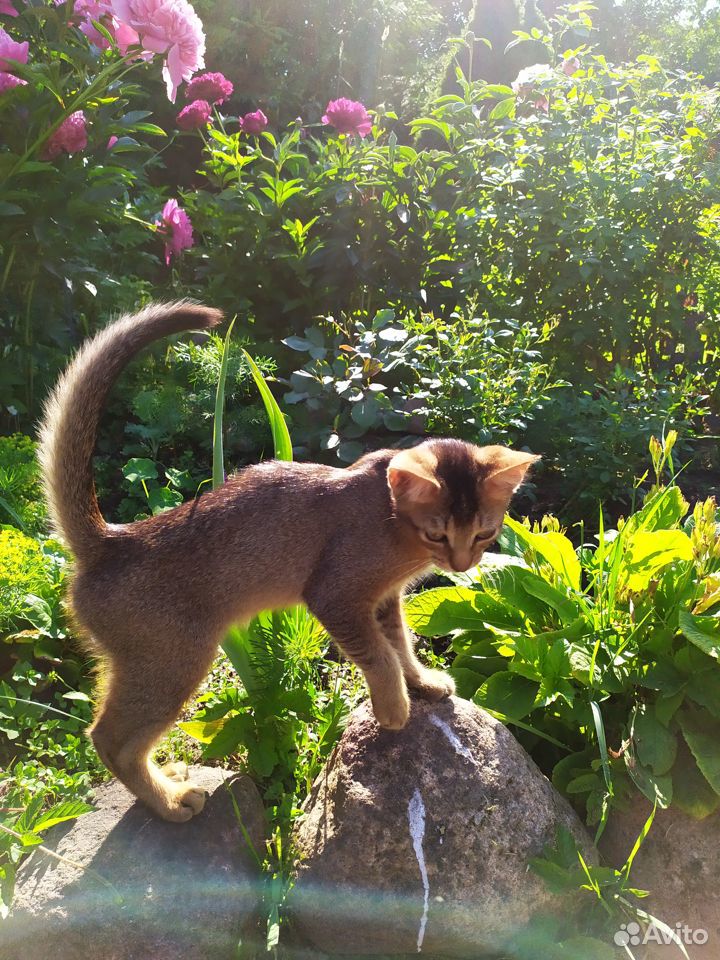 Абиссино -сиамские котята