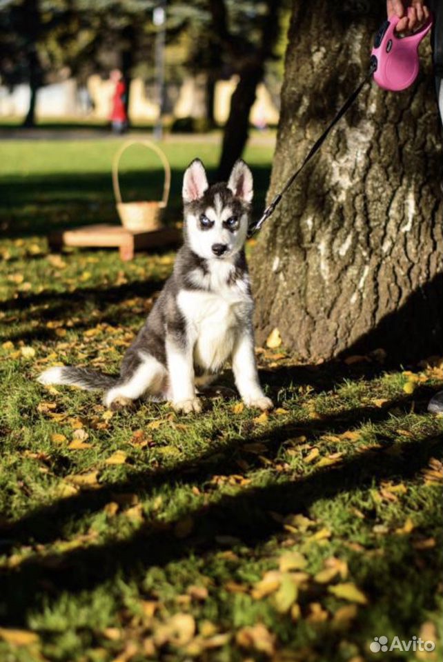 Чистопородные щенки Хаски