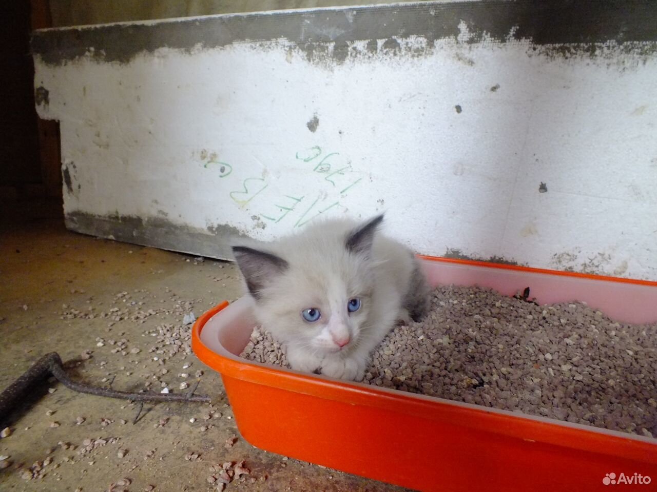 Котята на пожеротвования