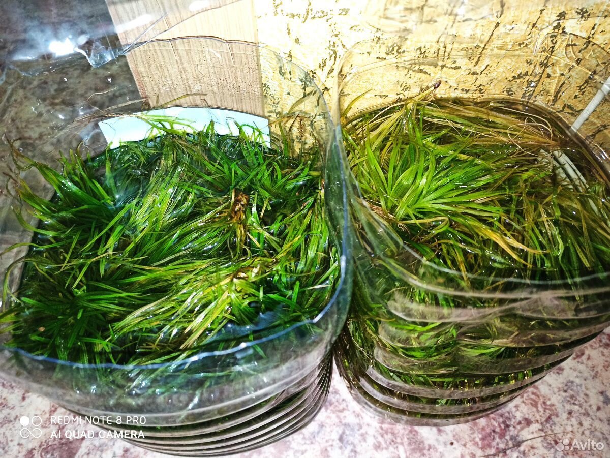 Бликса японская, прополка, стрижка