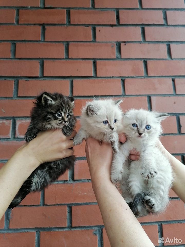 Красивые котята ищут дом