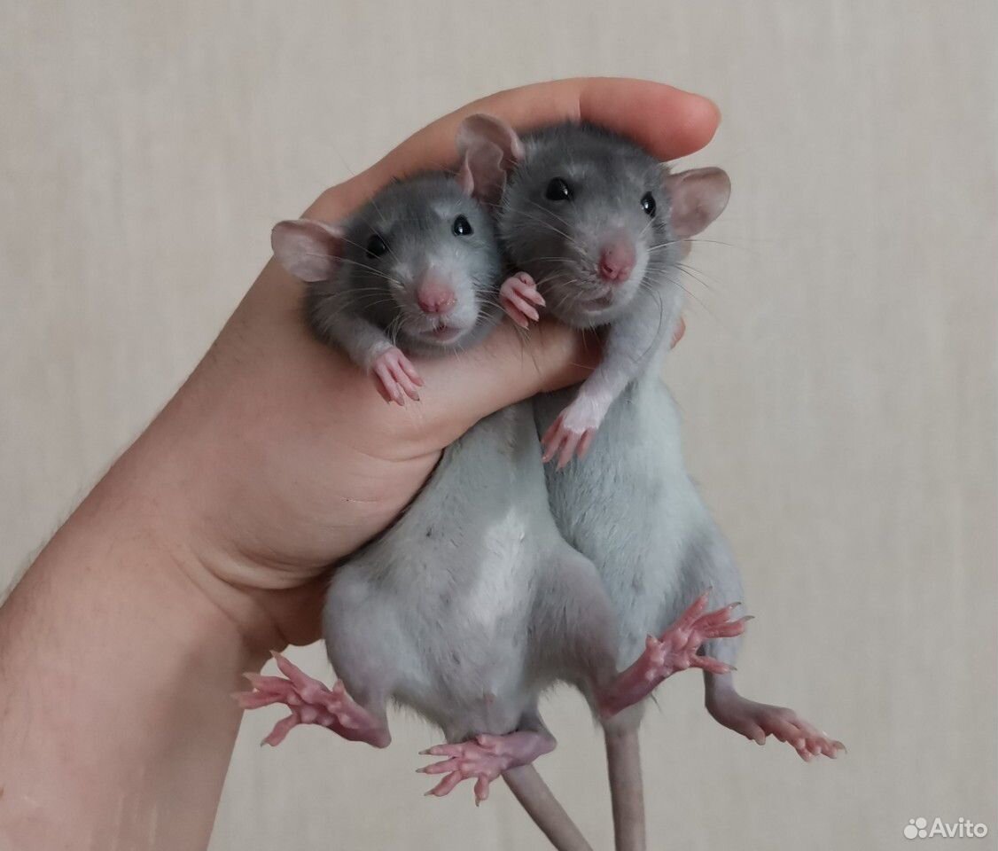 Крысята голубые дамбо