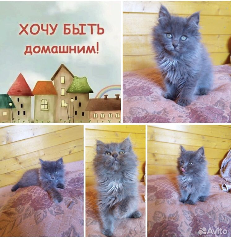 Мальчишечка ищет дом