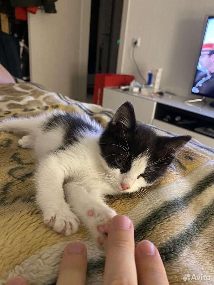 Кошка 1,5 мес