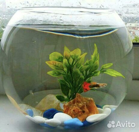 Аквариум