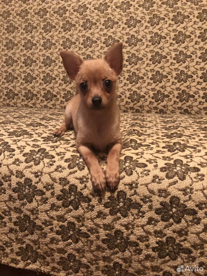 Отдам красивую умную собаку