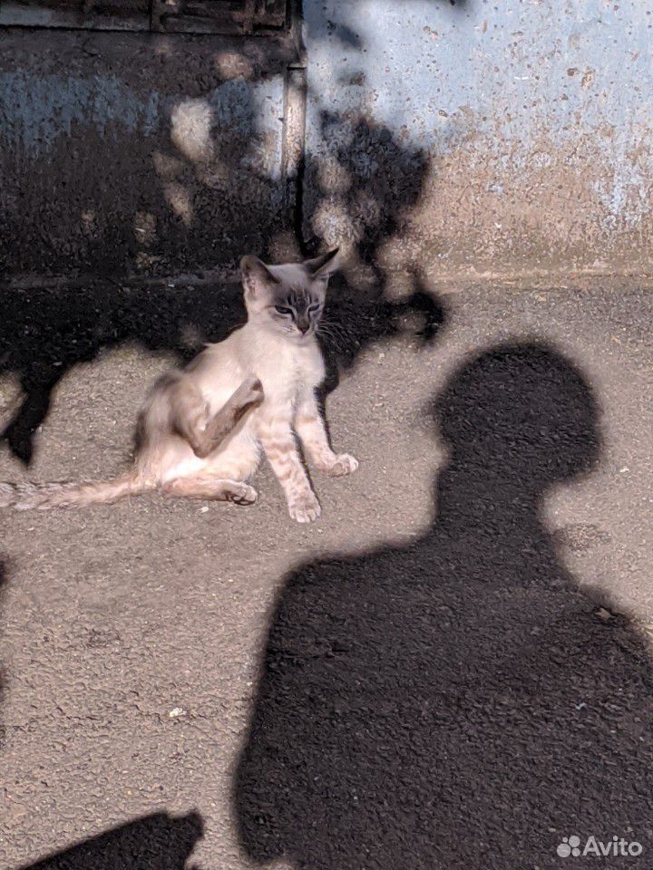 Тайский котенок 4мес только в добрые руки