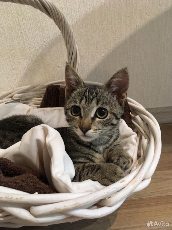 Котёнок в добрые руки