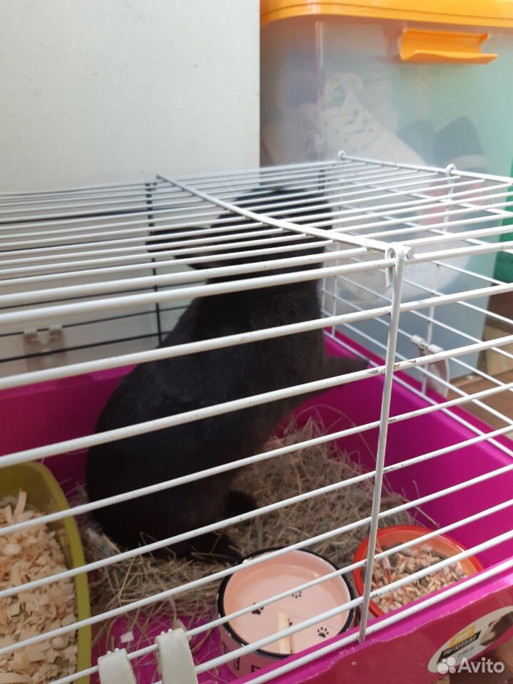 Кролик декоративный Тиша