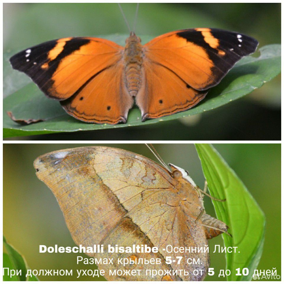 Куколки тропических бабочек