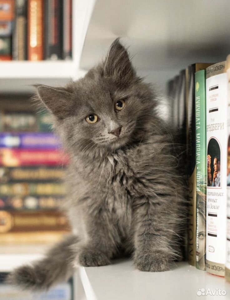 Котёнок фенотип нибелунга Барни 2,5 месяца в добры