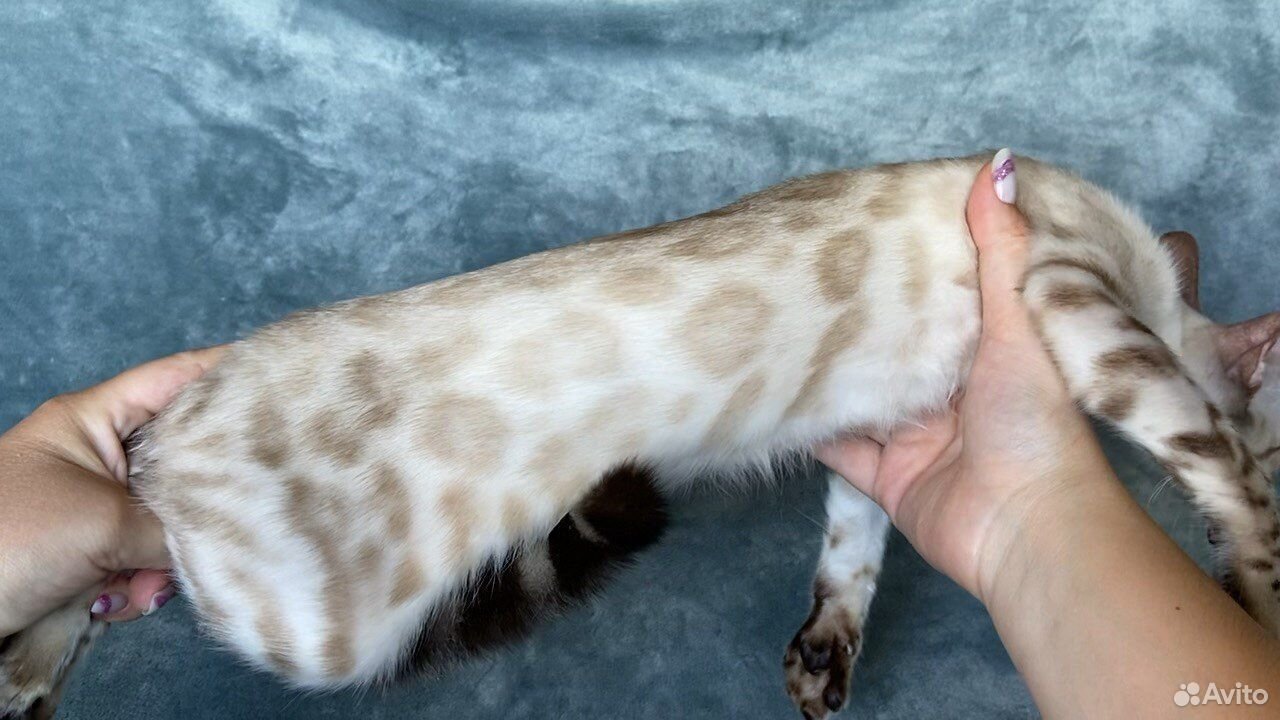 Бенгальская снежная кошка