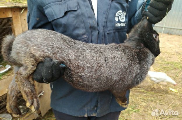 Продаются Кролихи