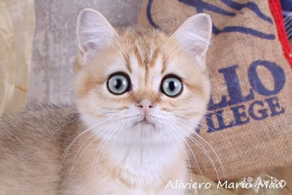 Британский котик. Золотая шиншилла Марио