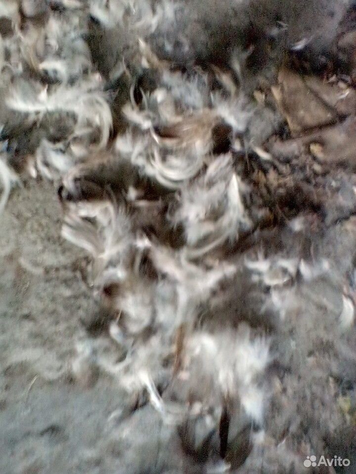 Продажа пера птиц