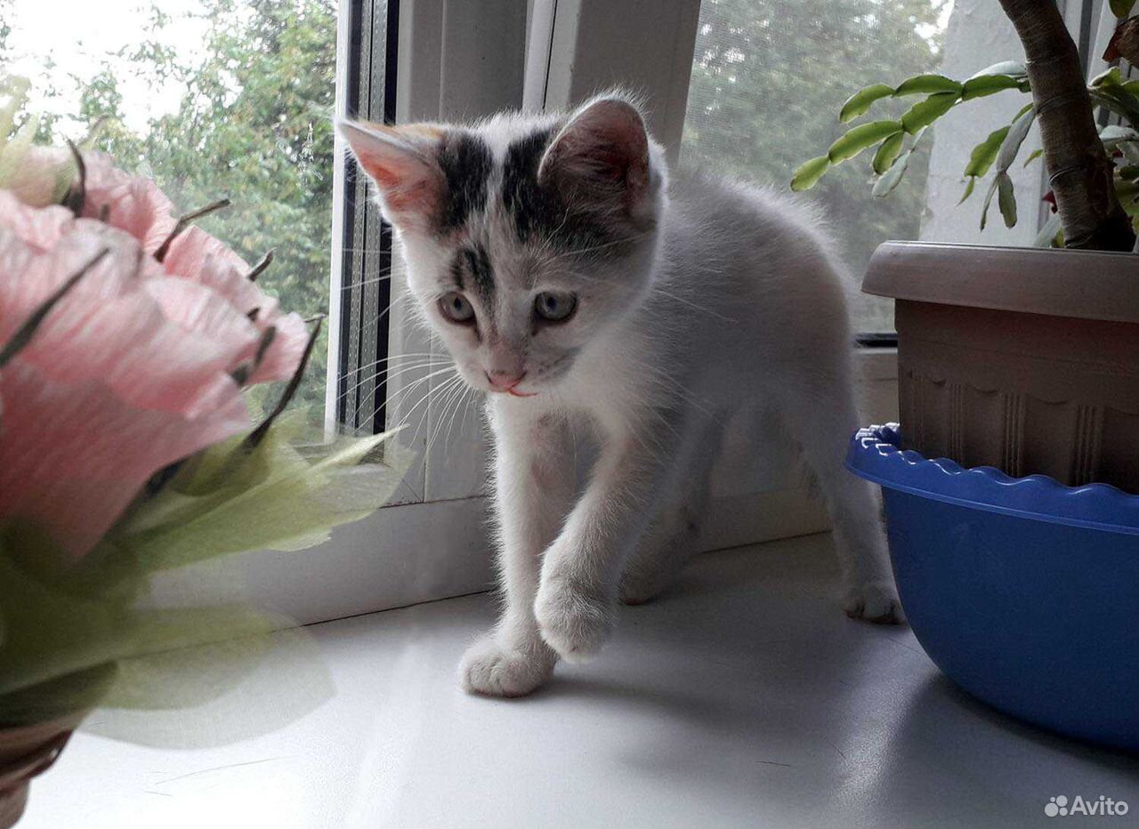 Котёнок Буся 3 мес ищет дом