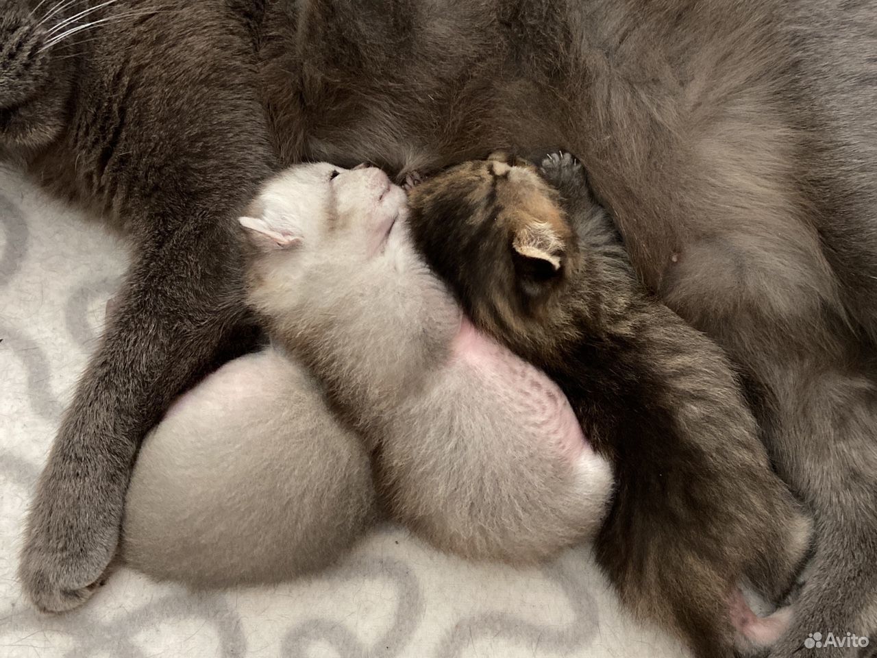 Британские котята