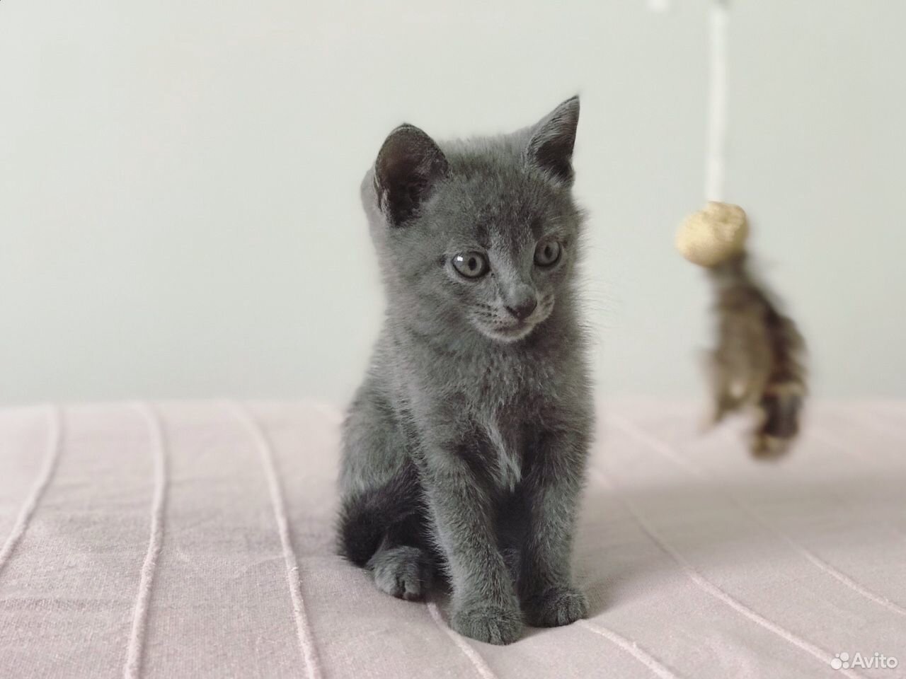 Котик (метис с русской голубой) 1,5 мес