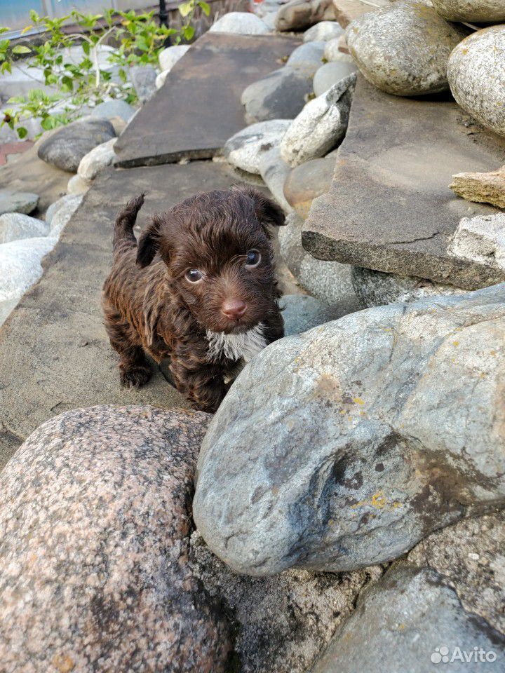 Шоколадный йорк