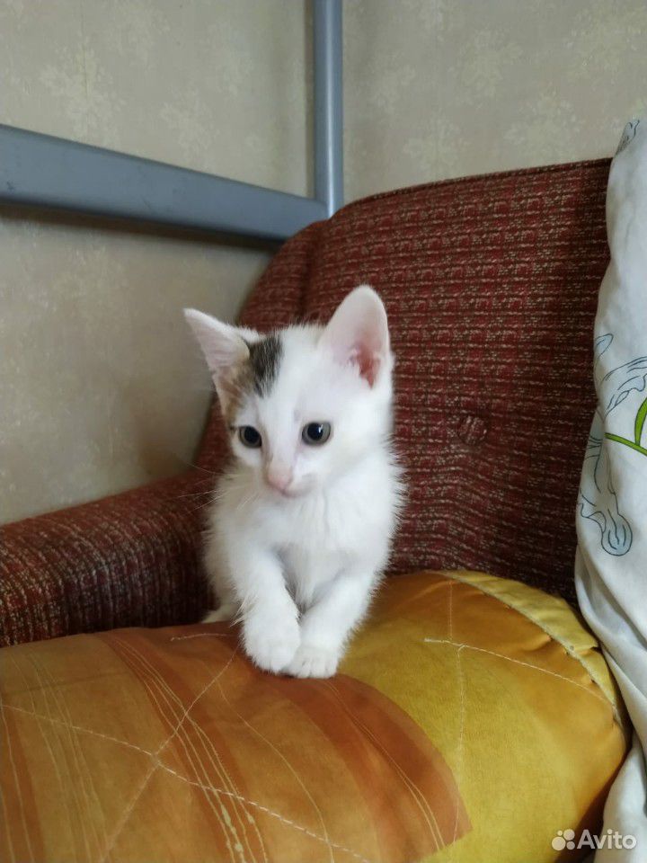 Котёнок Зефир 1.5 мес