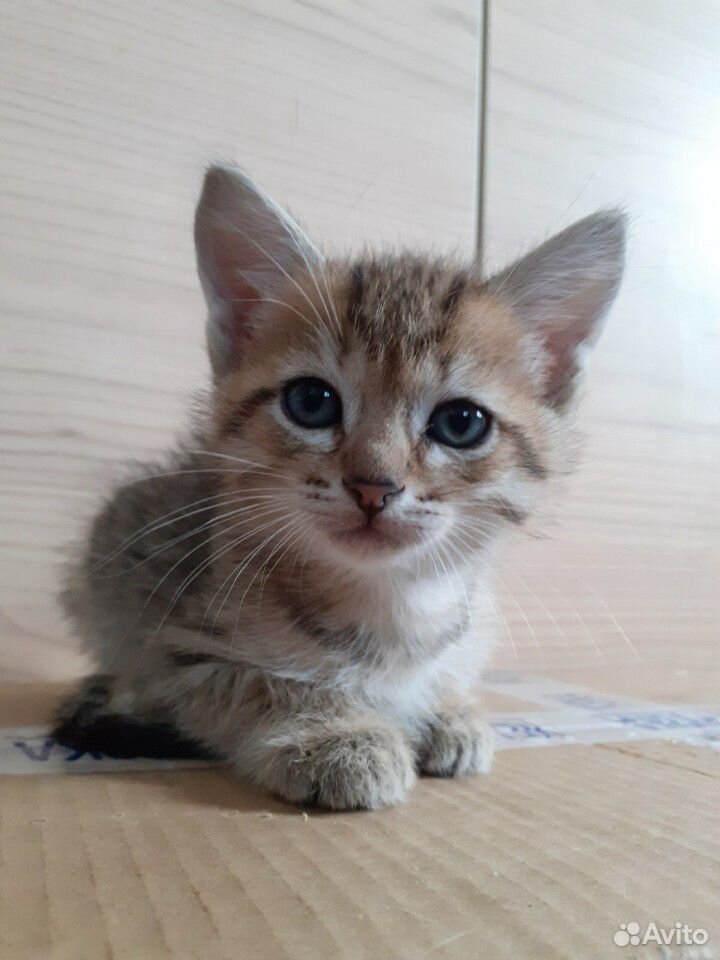 Кошка