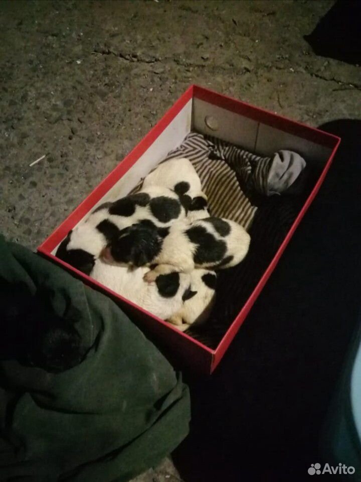 Ищем кормящую собаку