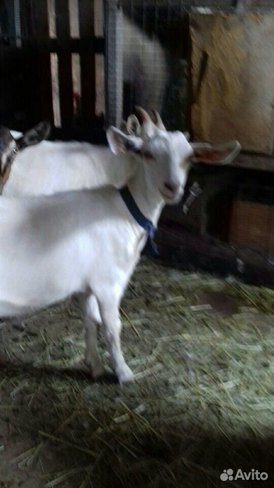 Козочки молоденькие от удобных коз