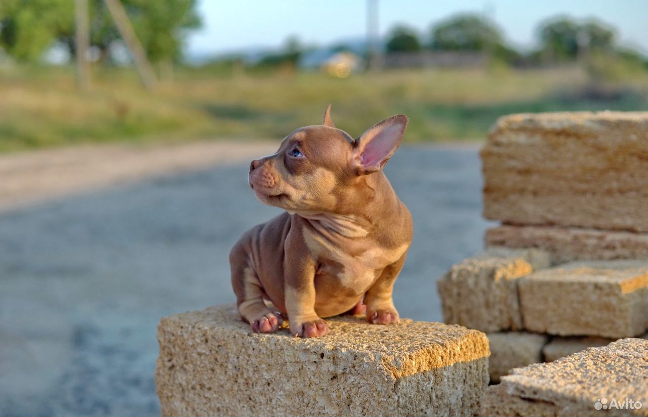 Американский Булли девочка 2 месяца