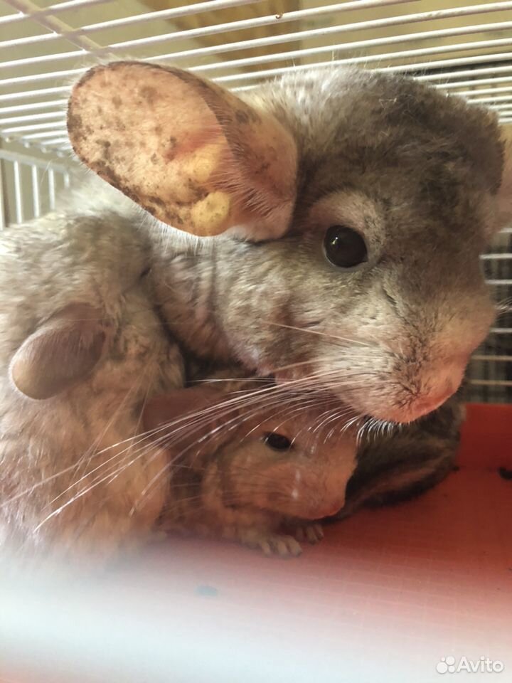Шиншилла 1,5 мес