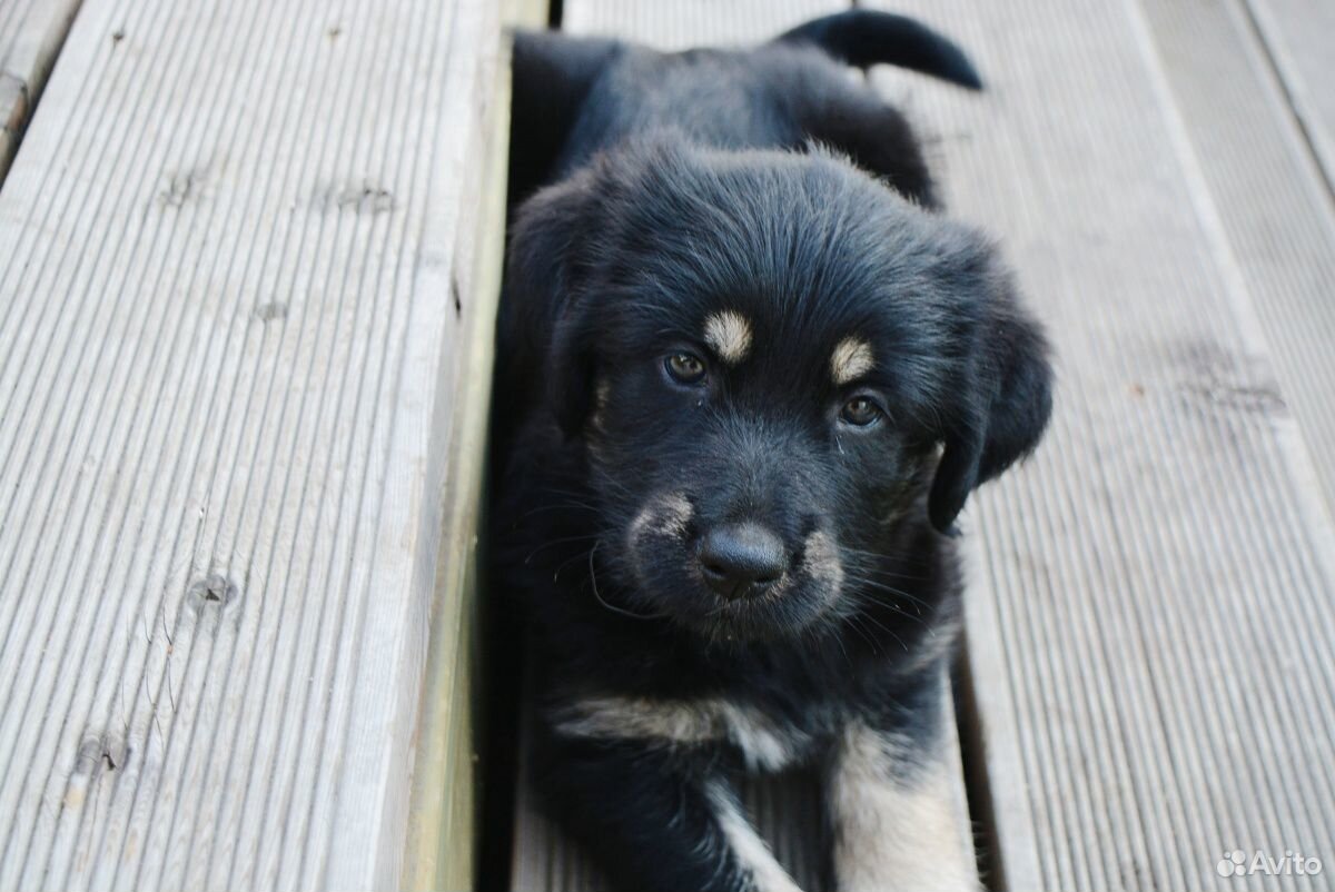 Метис ротвейлера и дворняжки