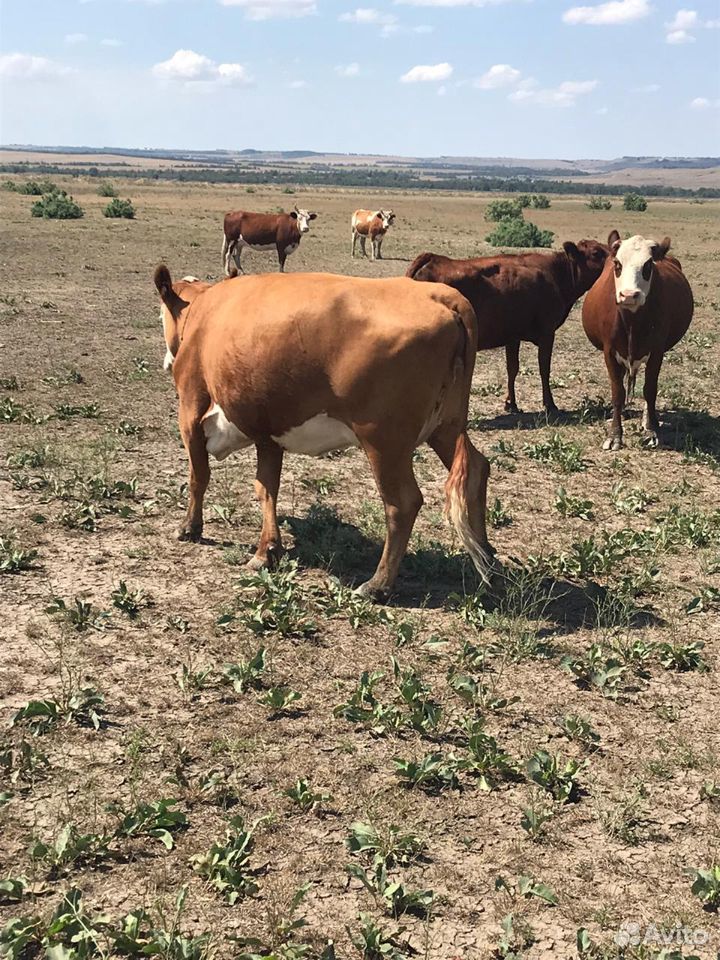 Продаются телки на мясо