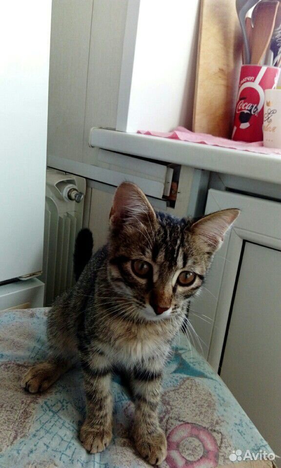 Котик Мартын