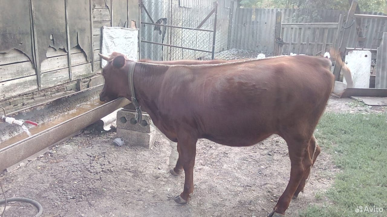 Продаётся тёлка
