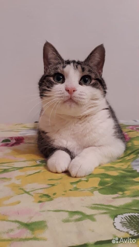 Кошка