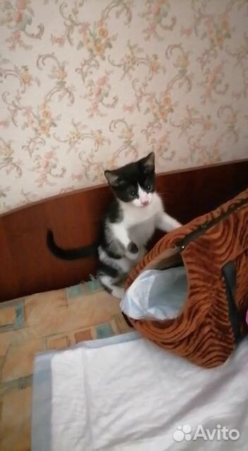 Отдам котенка 2,5 мес